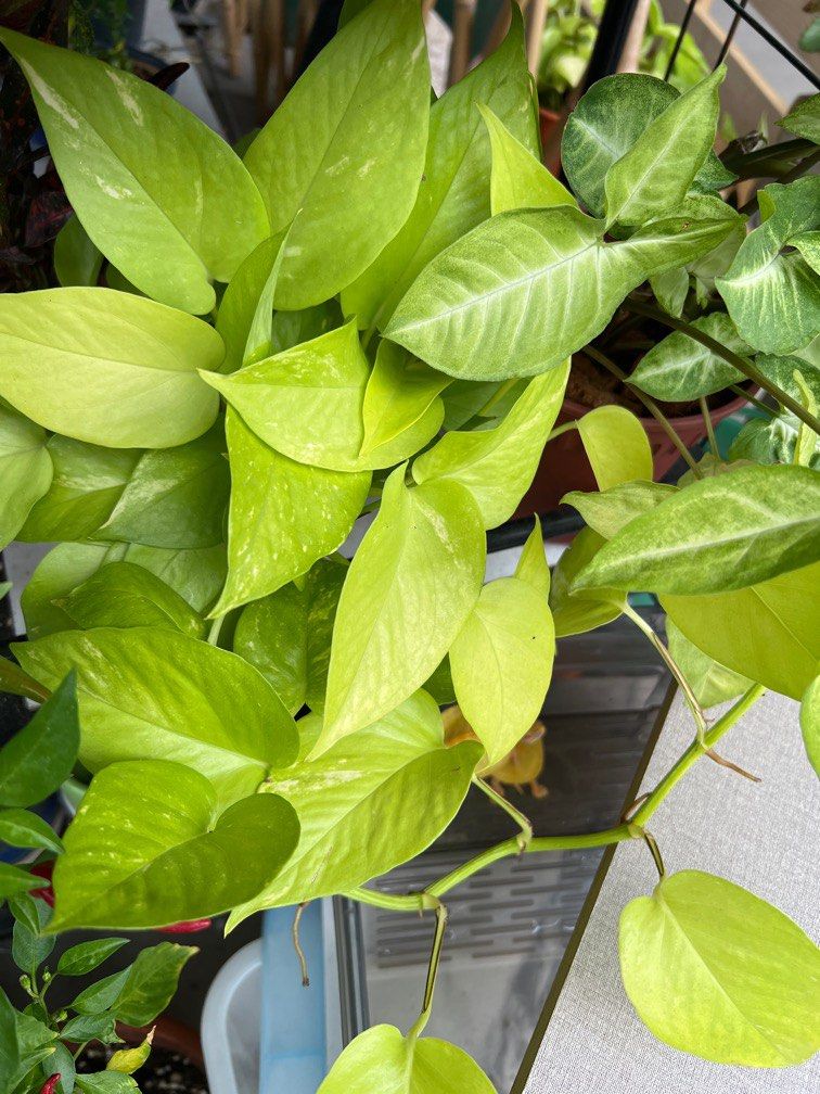 Monstera adansonii Swiss cheese plant pothos, Furniture & Home Living ...