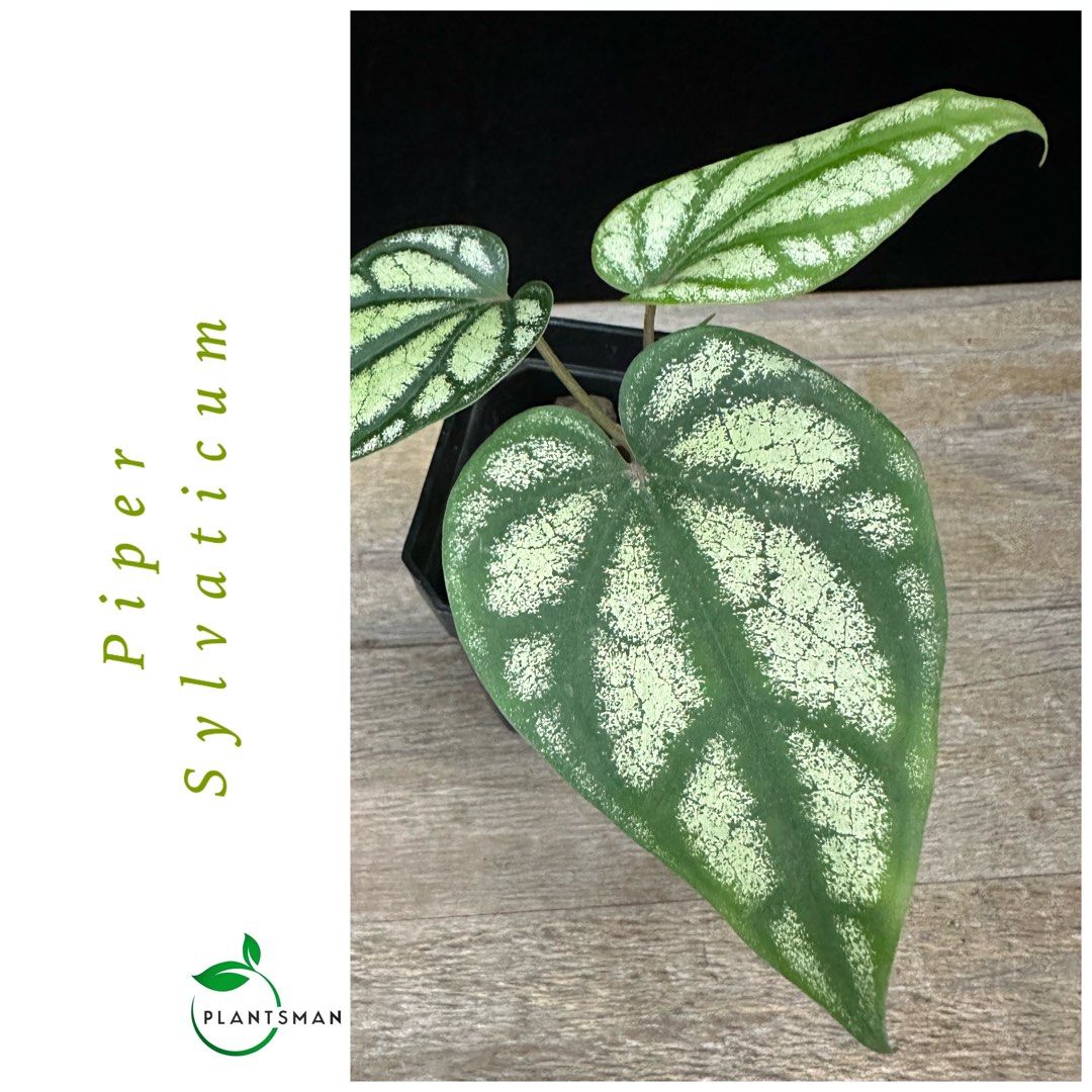 Piper Sylvaticum, Furniture & Home Living, Gardening, Plants & Seeds on ...