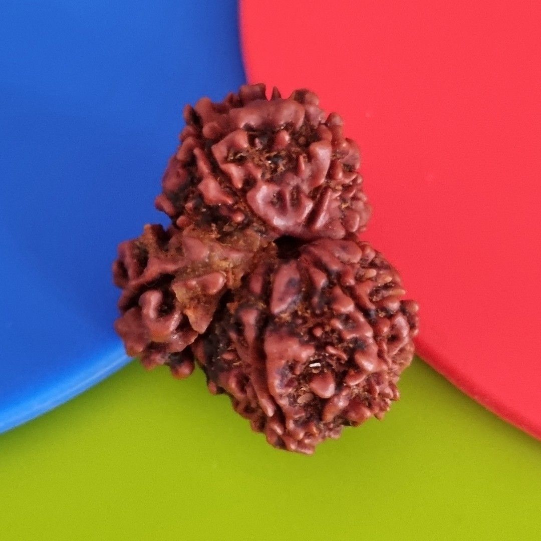 Rudraksha Rare Nepal (Reserved Krishna), Hobbies & Toys, Memorabilia ...
