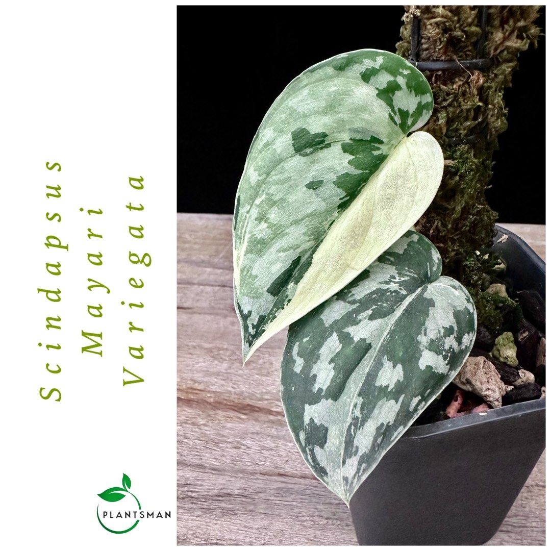 Scindapsus Mayari Variegata (rare), Furniture & Home Living, Gardening ...