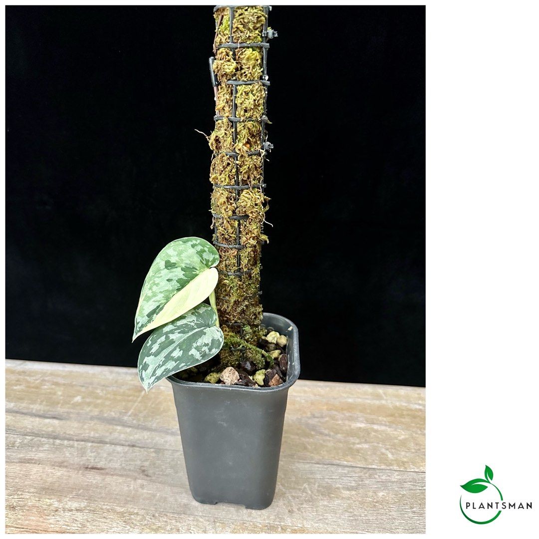 Scindapsus Mayari Variegata (rare), Furniture & Home Living, Gardening ...