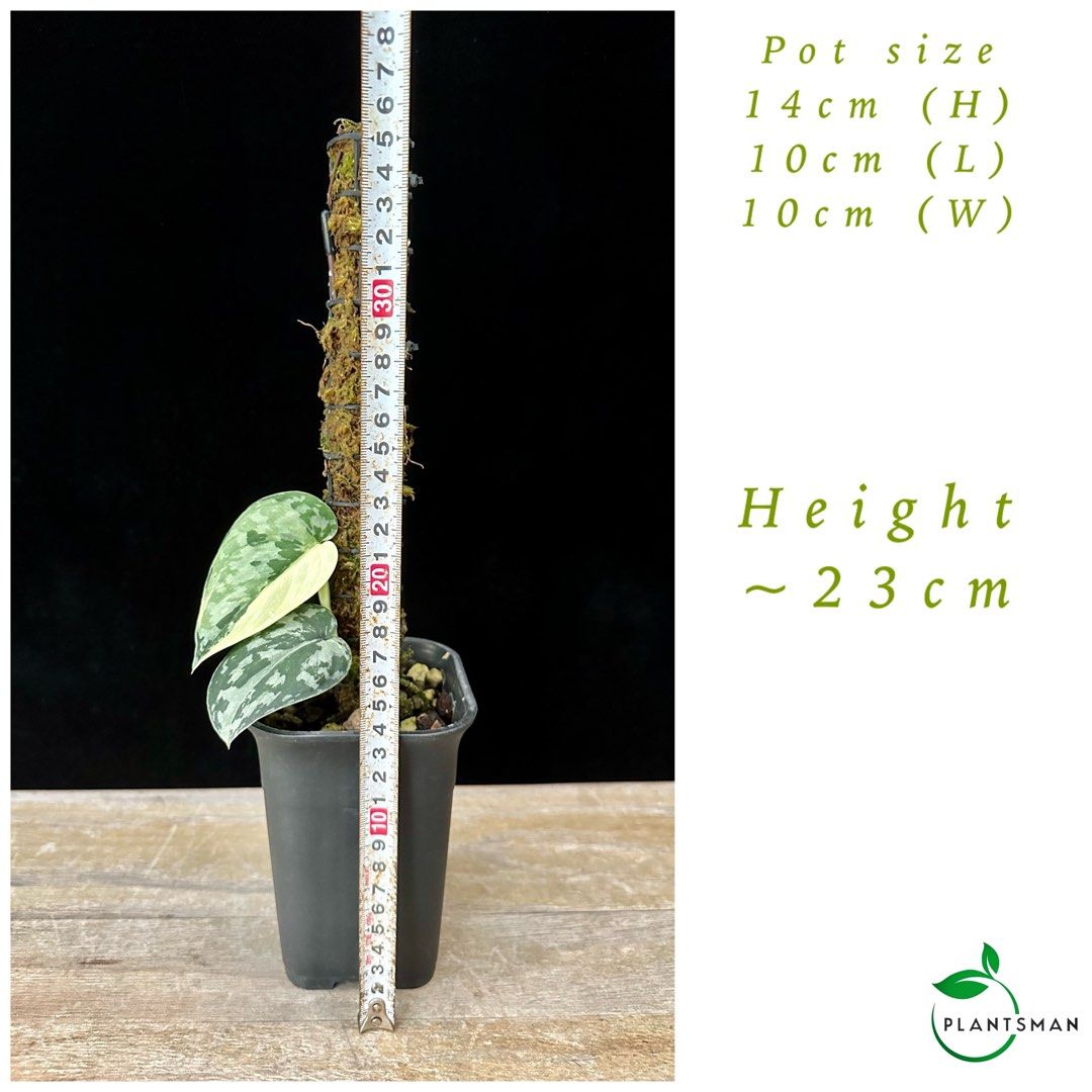 Scindapsus Mayari Variegata (rare), Furniture & Home Living, Gardening ...