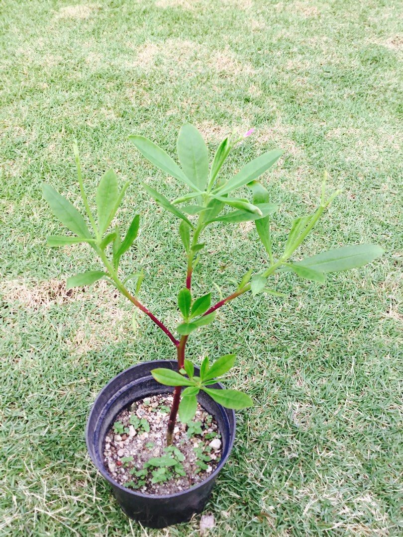 Talinum Triangulare Java Ginseng Plant Homegrown Potted, Furniture ...