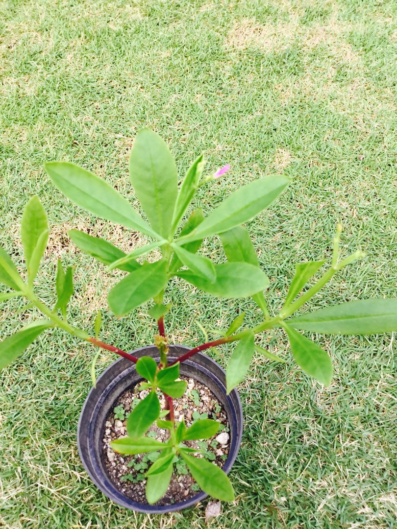 Talinum Triangulare Java Ginseng Plant Homegrown Potted, Furniture ...