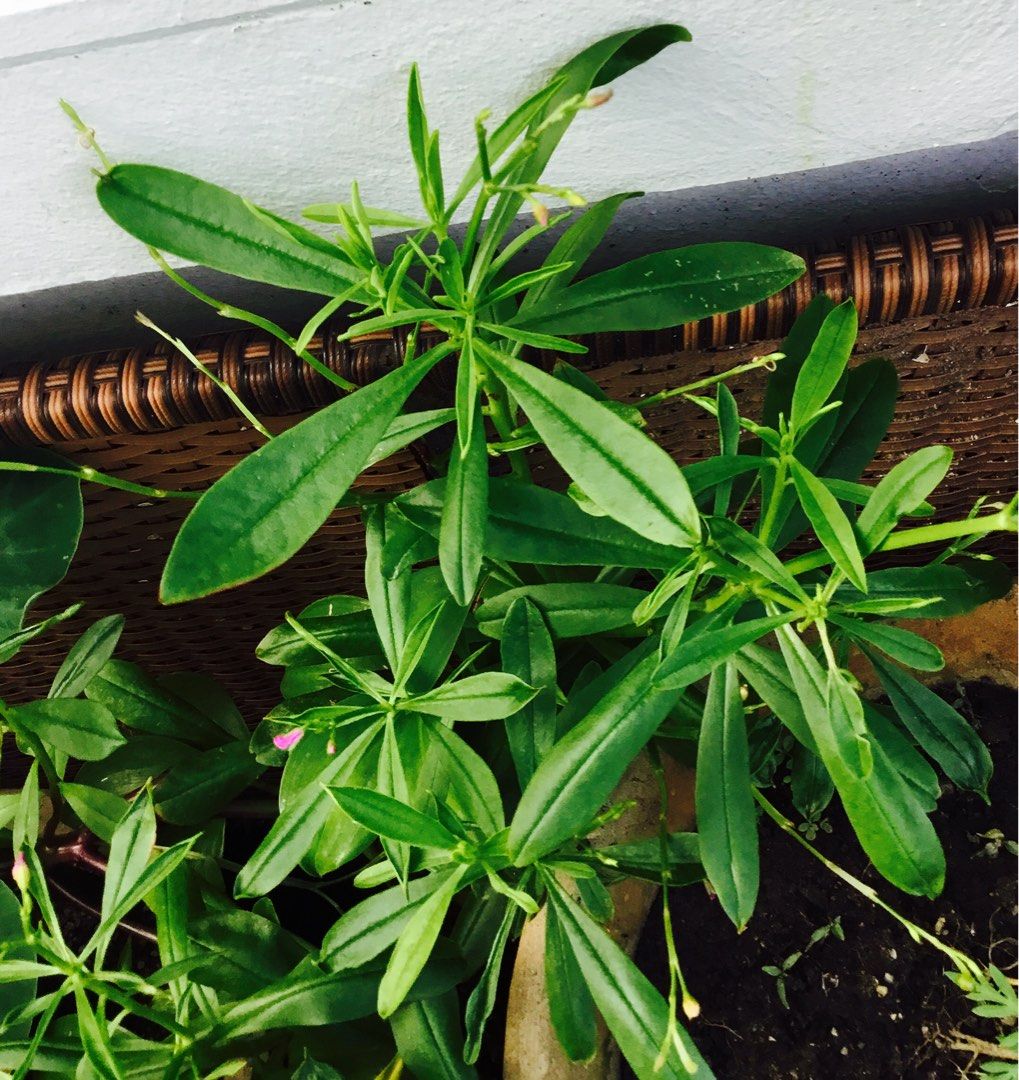 Talinum Triangulare Java Ginseng Plant Homegrown Potted, Furniture ...