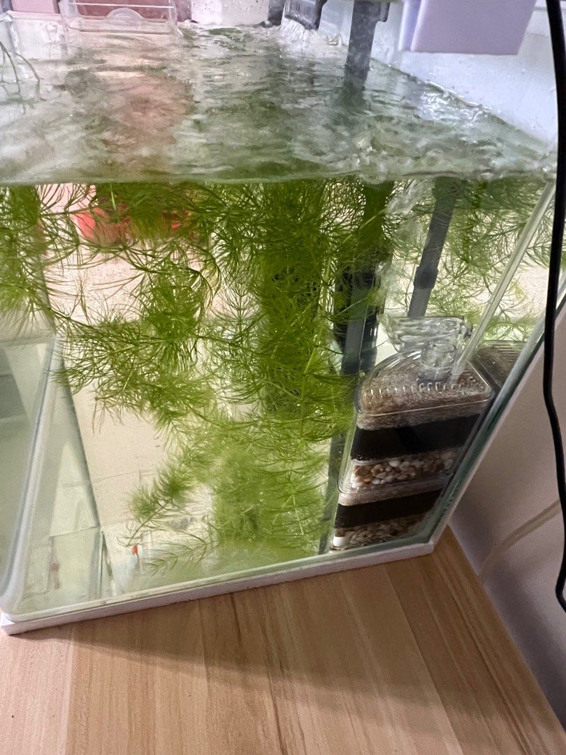 45cm fish tank full set with cover, Pet Supplies, Homes & Other Pet ...