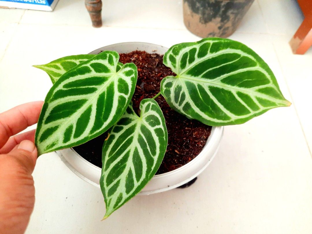 ANTHURIUM CRYSTAL HOPE, Furniture & Home Living, Gardening, Plants ...