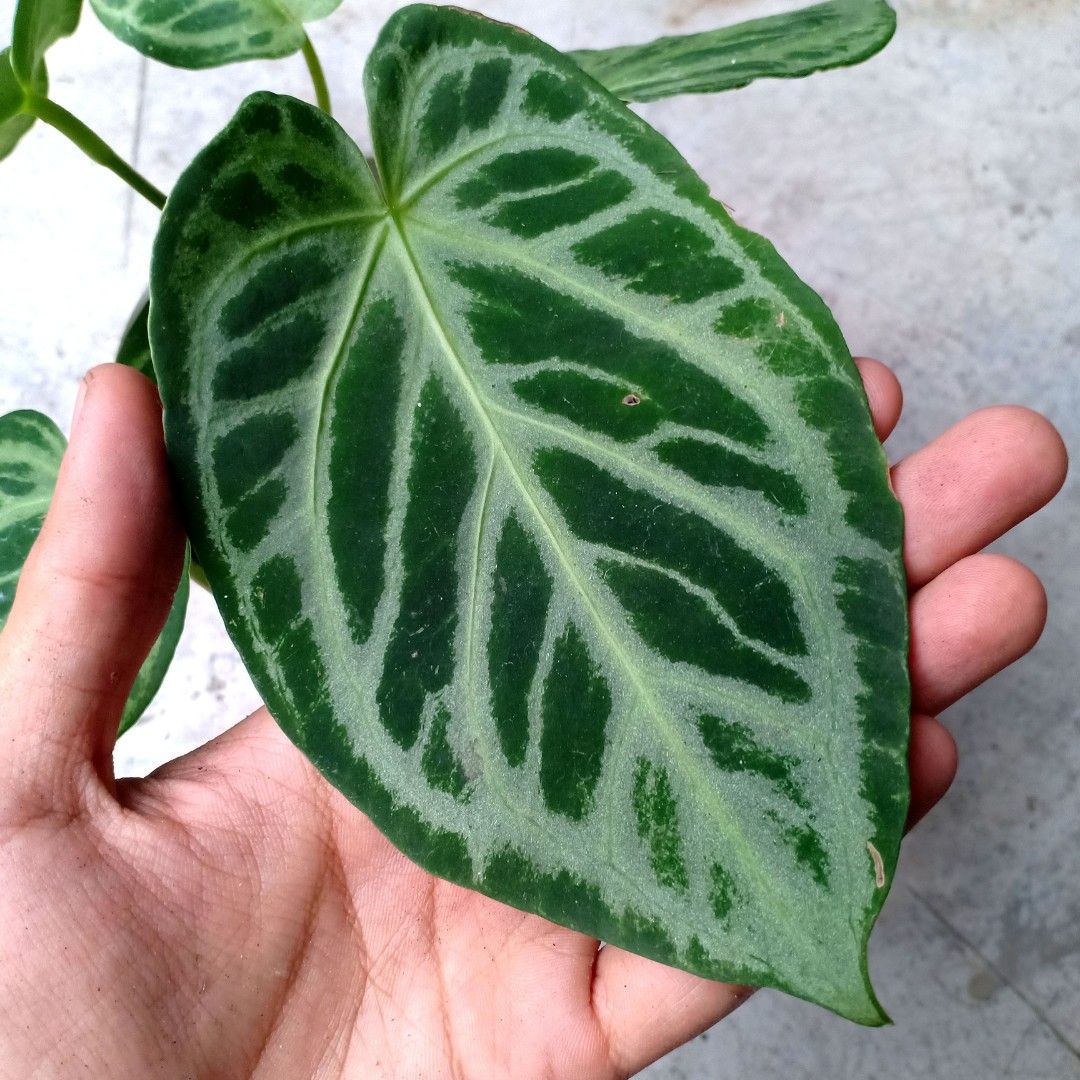 Anthurium Silver Narrow, Furniture & Home Living, Gardening, Plants ...