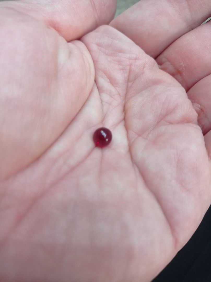 Big dark red centipede pearl, Everything Else on Carousell