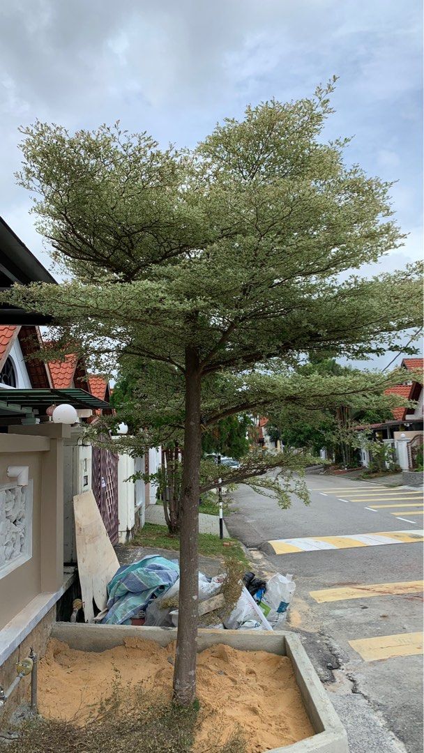 Bucida Putih Tree for sale, Furniture & Home Living, Gardening, Plants ...