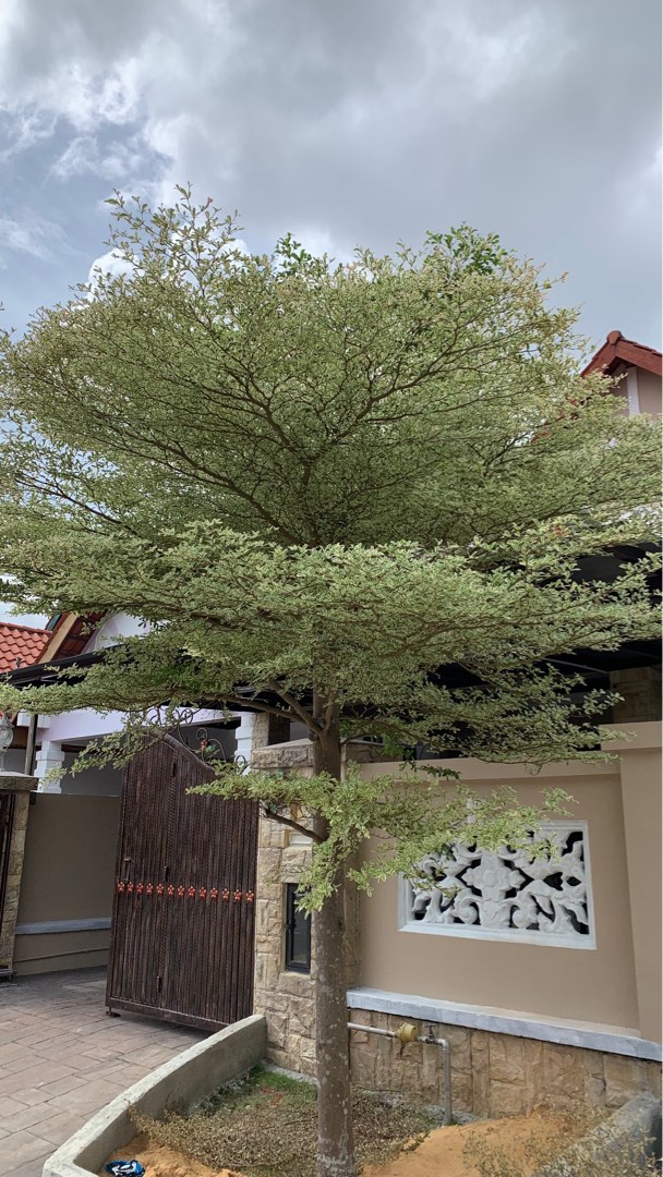 Bucida Putih Tree for sale, Furniture & Home Living, Gardening, Plants ...
