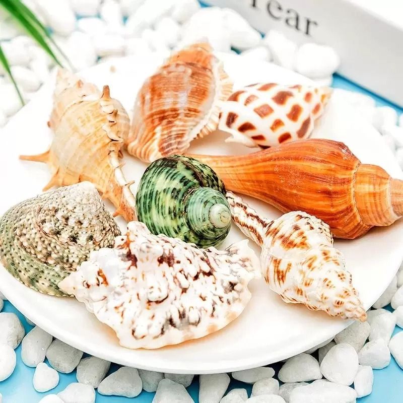 Decorative Natural Sea Shells Assorted Design 50pcs/pkt, Hobbies & Toys ...