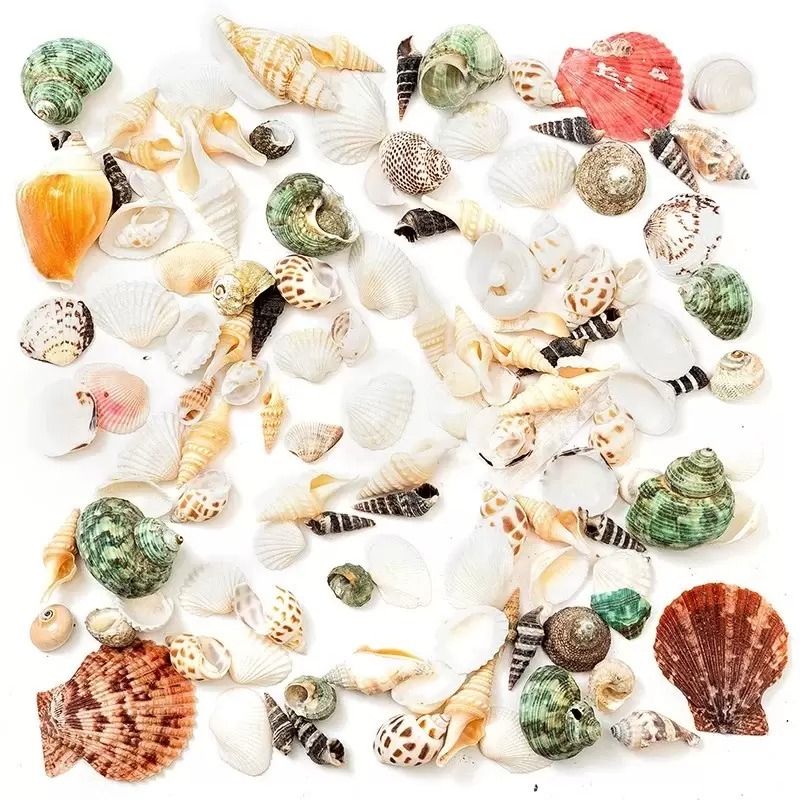Decorative Natural Sea Shells Assorted Design 50pcs/pkt, Hobbies & Toys ...