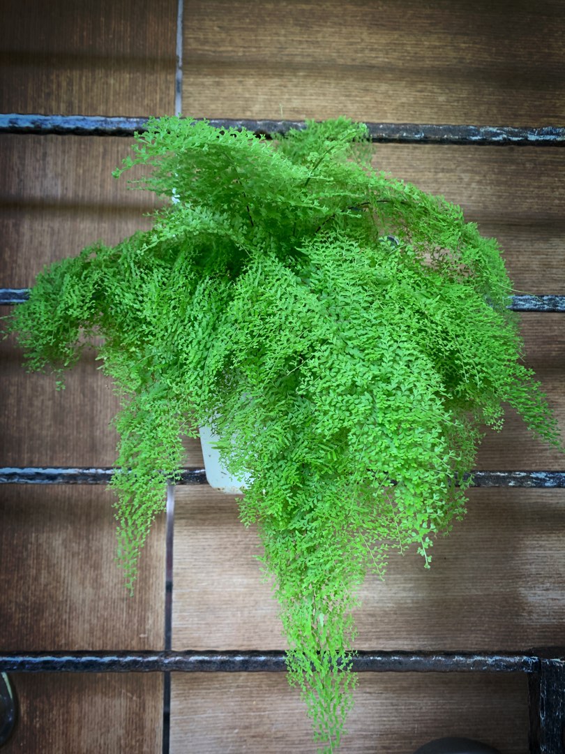 Fern - cotton candy, Furniture & Home Living, Gardening, Plants & Seeds ...