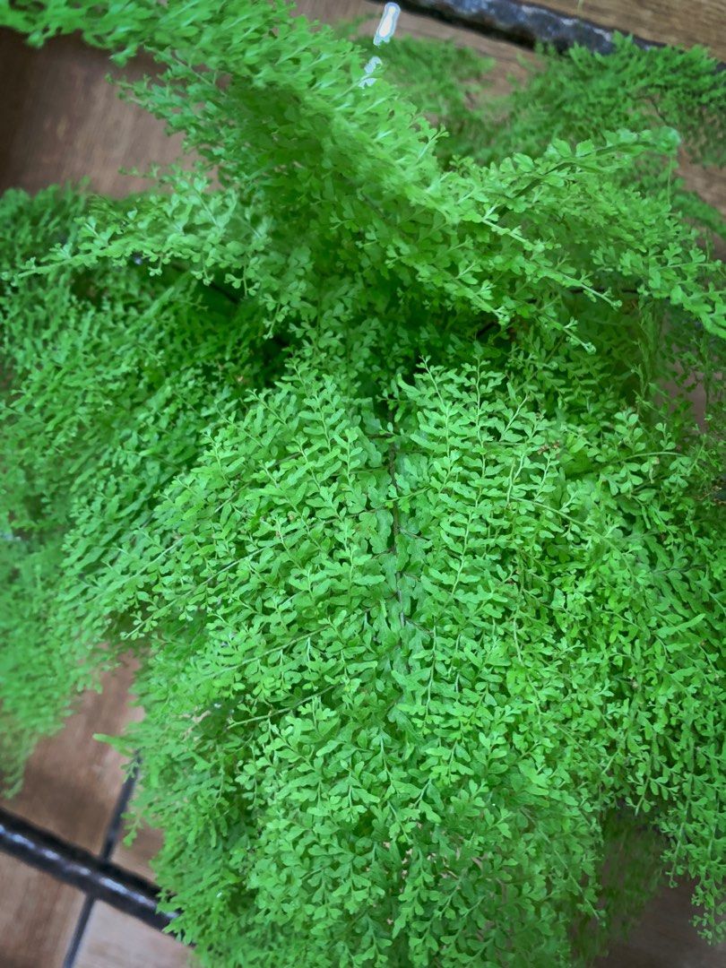 Fern - cotton candy, Furniture & Home Living, Gardening, Plants & Seeds ...