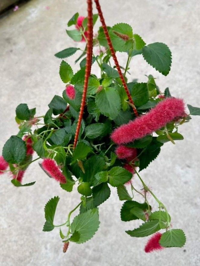 Flowering Plant - Acalypha Red (15cm pot), Furniture & Home Living ...