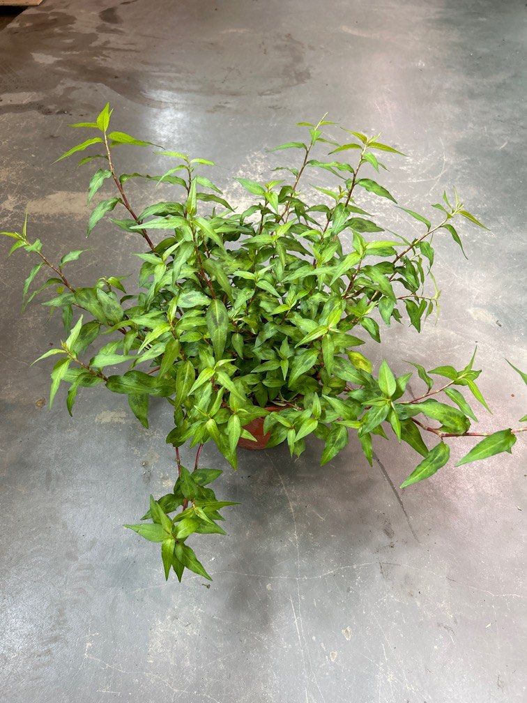 Laksa/Kesum (Herbs) Plant, Furniture & Home Living, Gardening, Plants ...