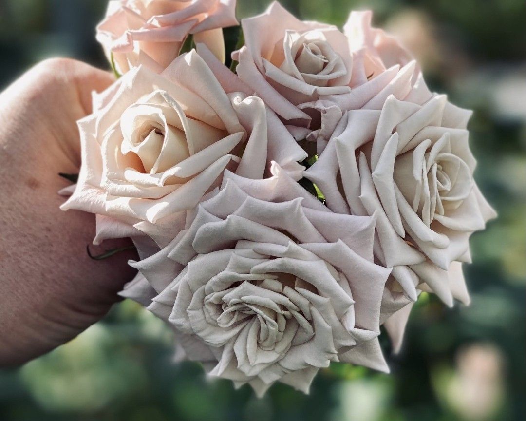 Menta rose (Thai grafted) 90cm, Furniture & Home Living, Gardening ...