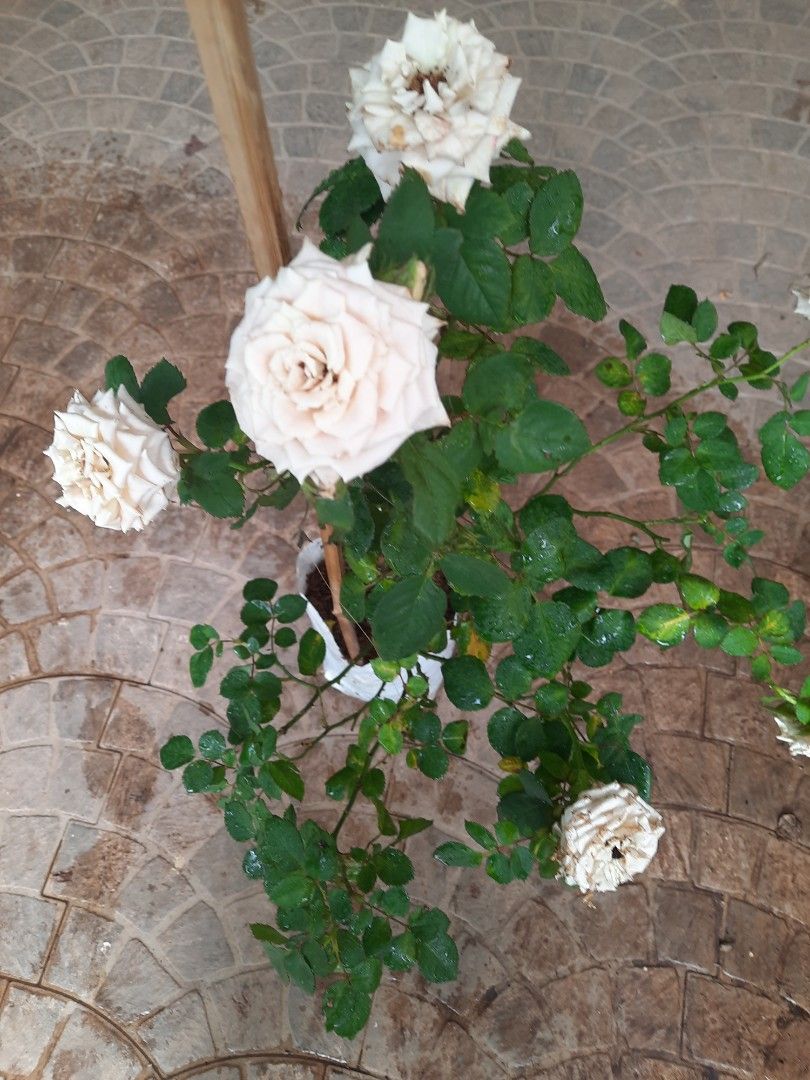 Menta rose (Thai grafted) 90cm, Furniture & Home Living, Gardening ...