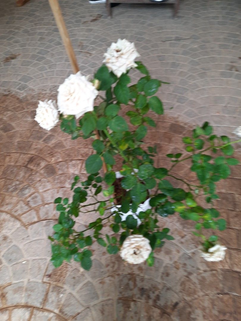Menta rose (Thai grafted) 90cm, Furniture & Home Living, Gardening ...