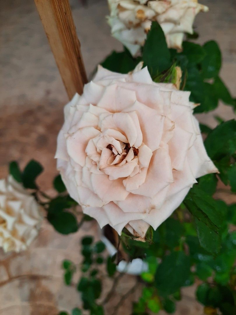 Menta rose (Thai grafted) 90cm, Furniture & Home Living, Gardening ...