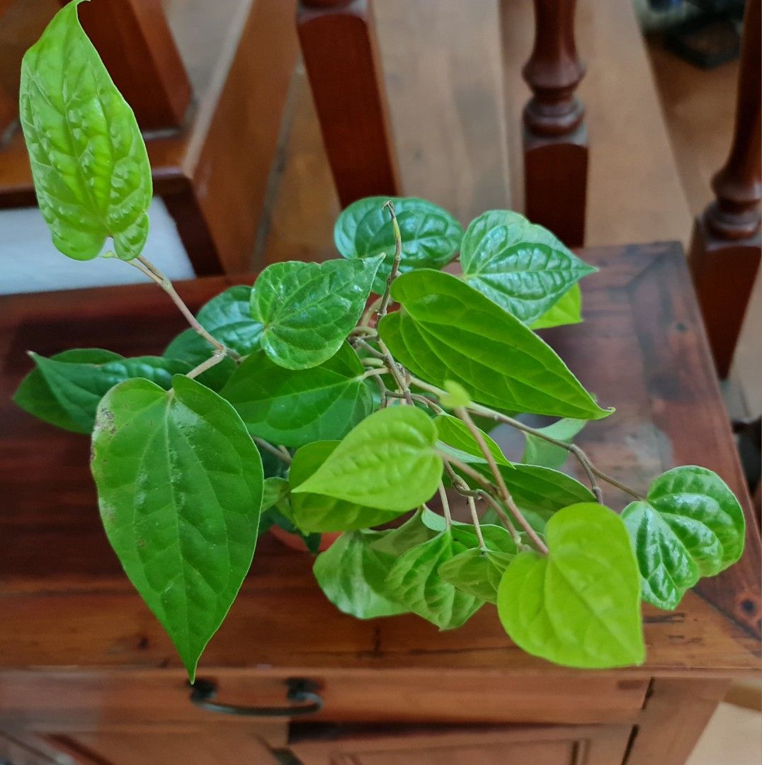 Pokok Daun Sireh (Betel Leaf plant), Furniture & Home Living, Gardening ...