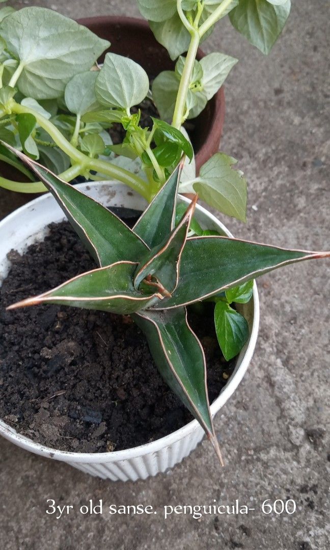 Sansevieria Pinguicula Walking Sansevieria Snake Plant, Furniture ...