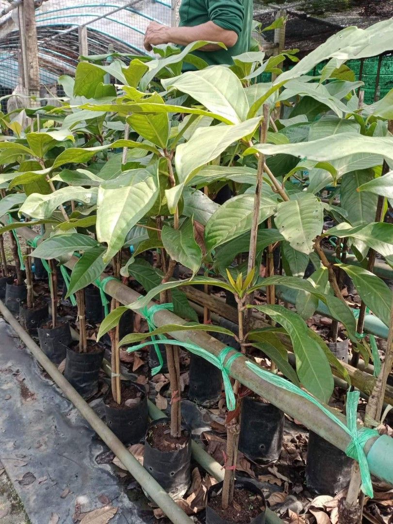 anak pokok jambu susu kahwin grafted syzygium malaccense, Furniture ...