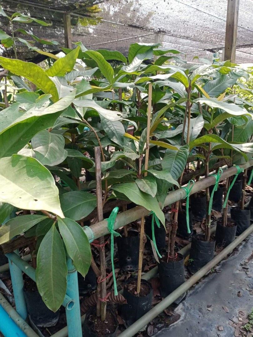 anak pokok jambu susu kahwin grafted syzygium malaccense, Furniture ...