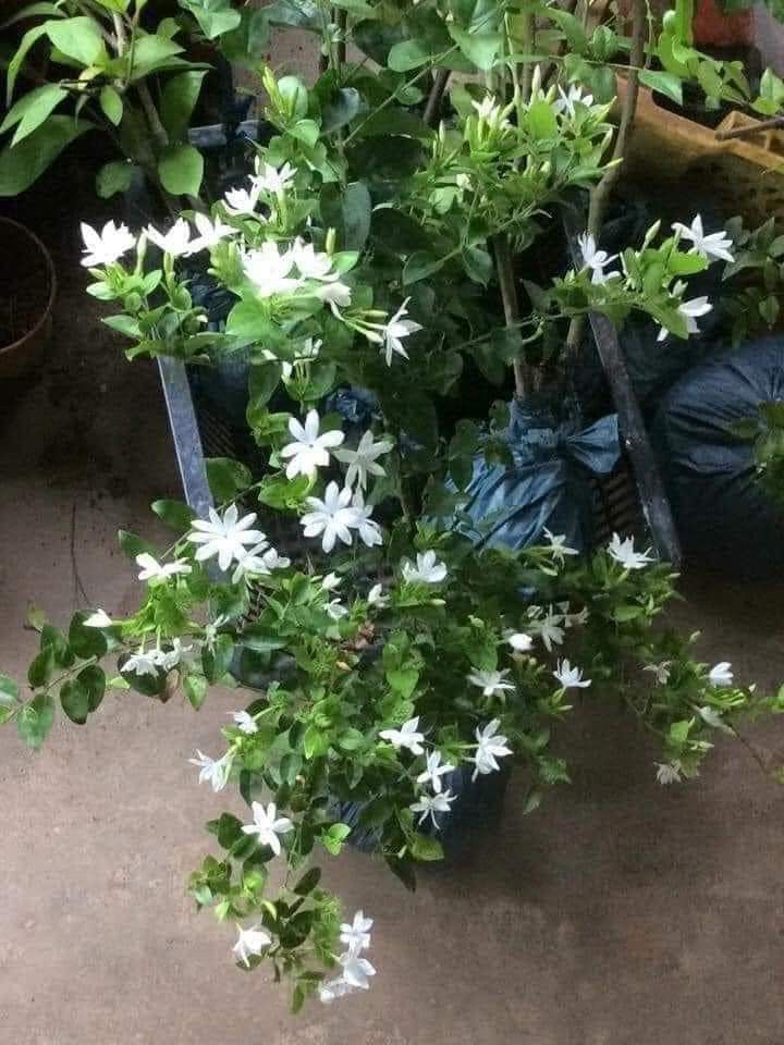 Angel hair jasmine pokok bunga wangi, Furniture & Home Living ...