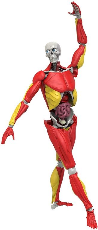 Be Amazing! Toys 2331 Interactive Human Body - Fully Poseable Anatomy ...