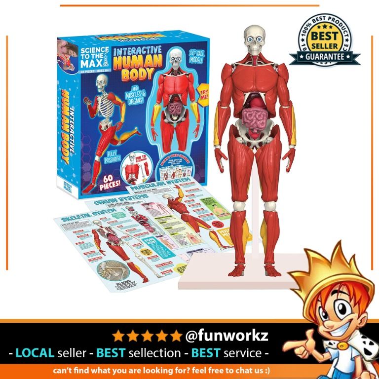 Be Amazing! Toys 2331 Interactive Human Body - Fully Poseable Anatomy ...