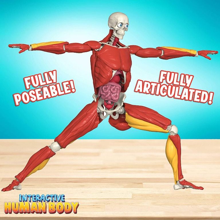 Be Amazing! Toys 2331 Interactive Human Body - Fully Poseable Anatomy ...