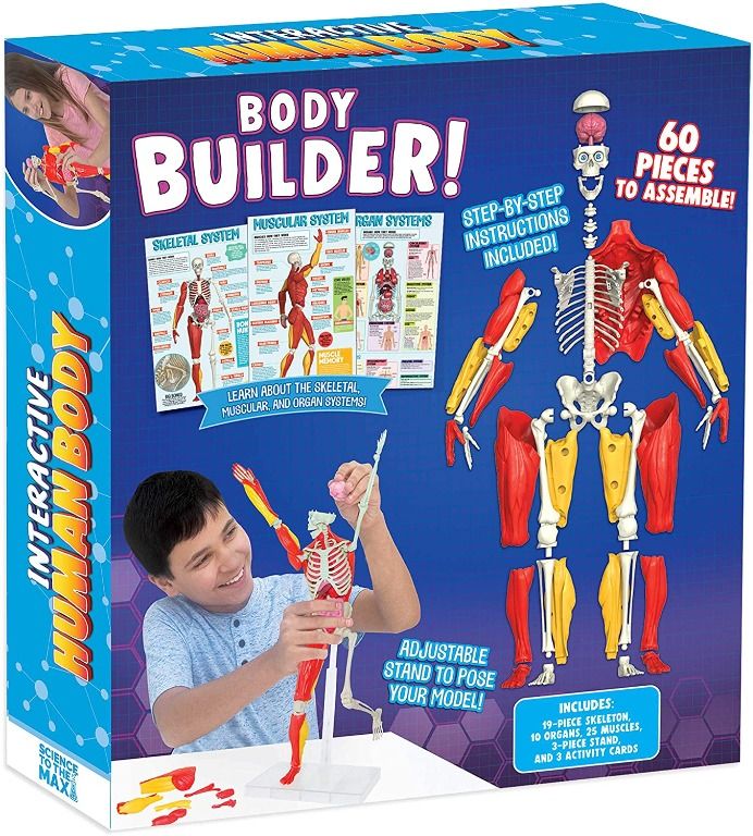 Be Amazing! Toys 2331 Interactive Human Body - Fully Poseable Anatomy ...