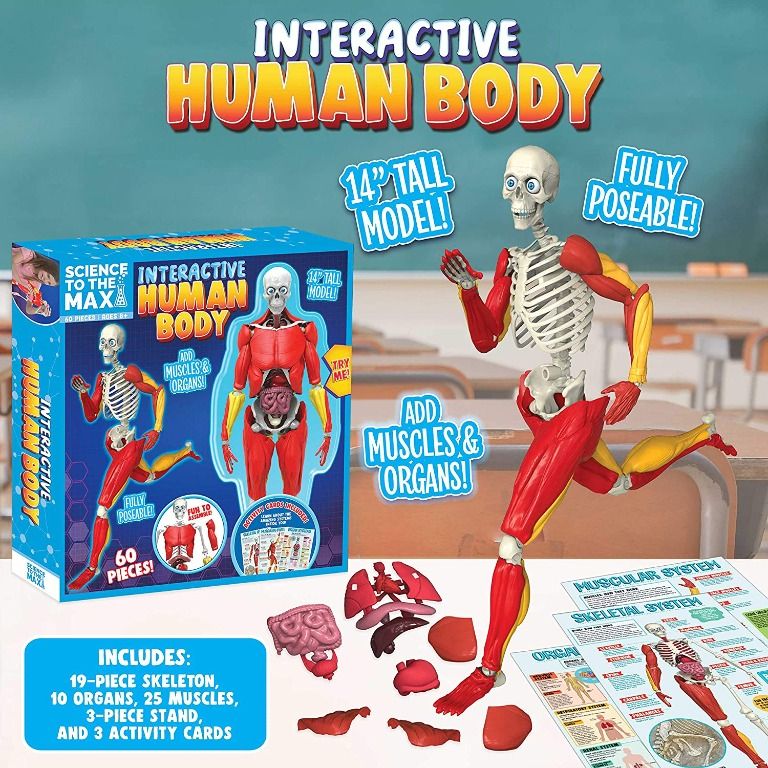Be Amazing! Toys 2331 Interactive Human Body - Fully Poseable Anatomy ...