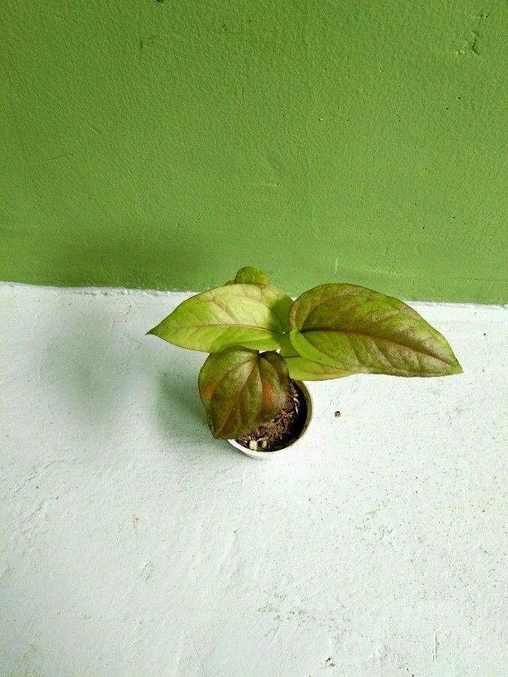 Black Anthfol, Furniture & Home Living, Gardening, Plants & Seeds on ...