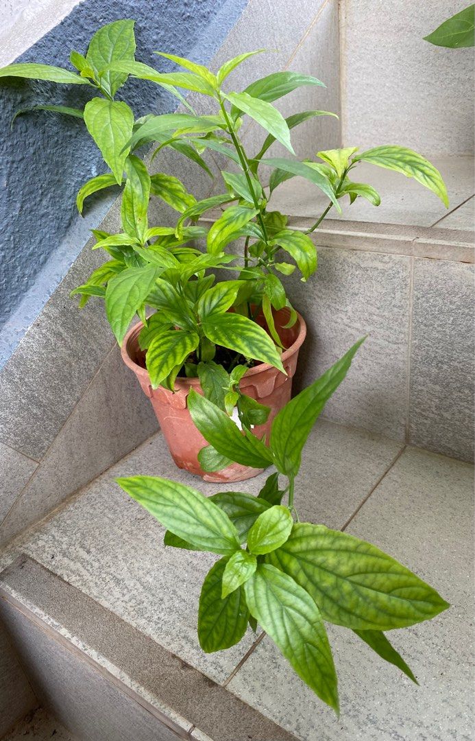 Cancer Herbs (Black Face General / Sabah Snake Grass / African Bitter ...