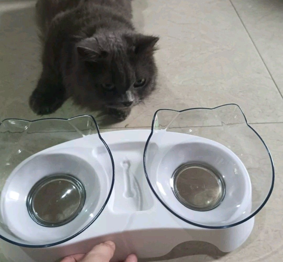 Cat dog elevated bowls food water container with stand on Carousell