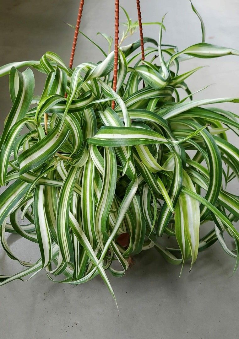 Chlorophytum Comosum Spider Plant Auera Gold Variegated Curly Leaf ...