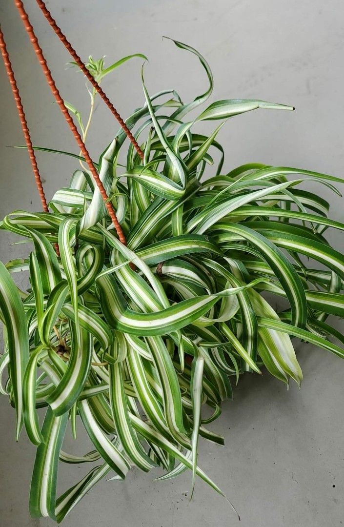 Chlorophytum Comosum Spider Plant Auera Gold Variegated Curly Leaf ...