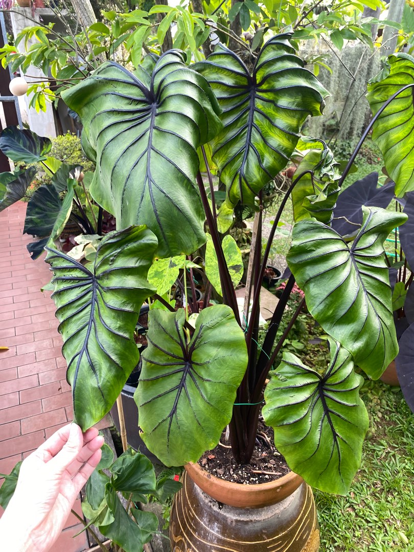 Colocasia pharaoh mask (propagation), Furniture & Home Living ...