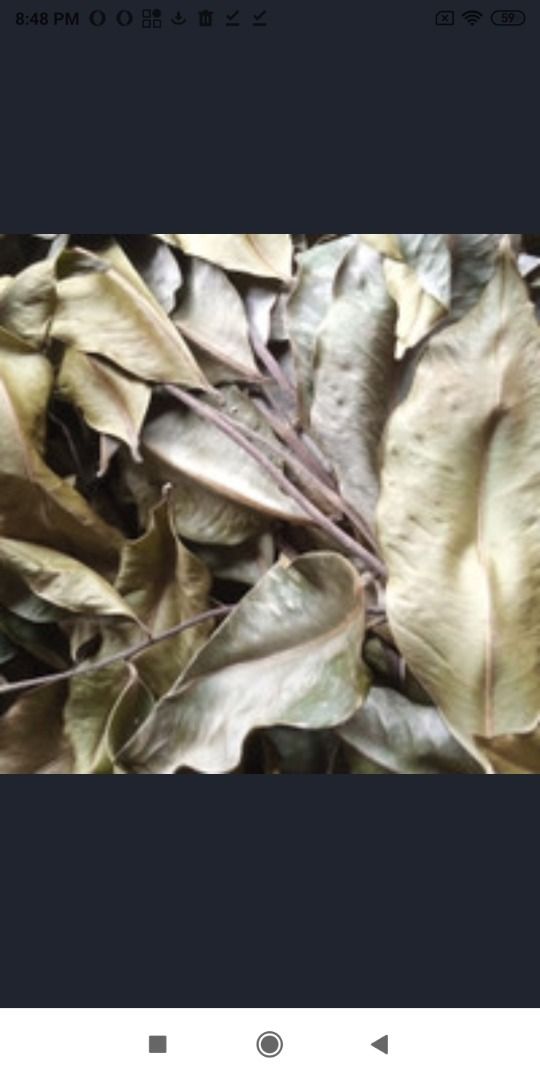 Daun gaharu asli (Kering), Food & Drinks, Other Food & Drinks on Carousell