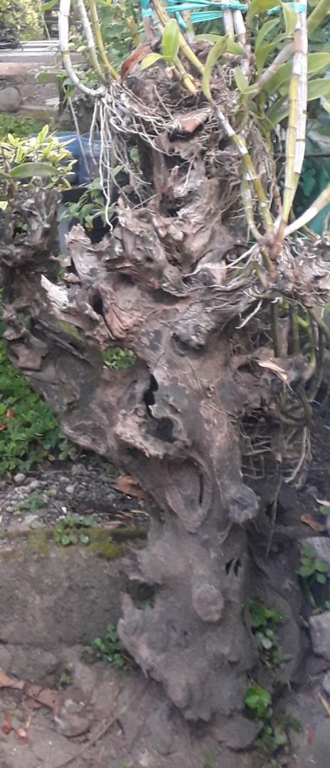 Driftwood Tuod, Furniture & Home Living, Gardening, Pots & Planters on ...