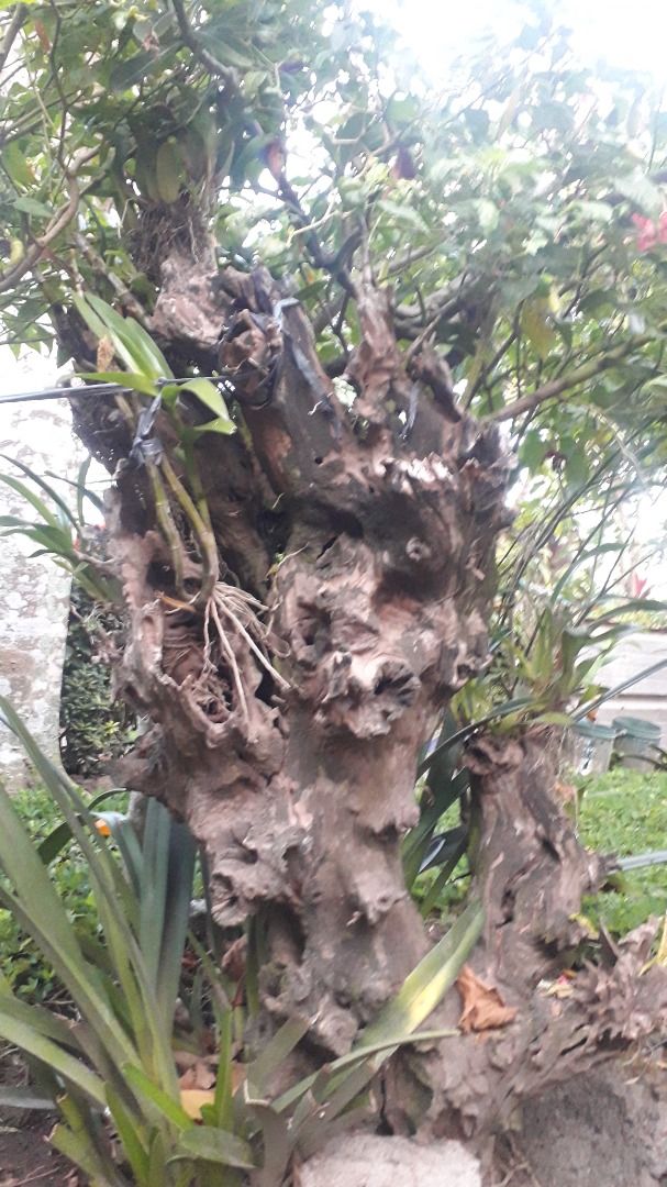 Driftwood Tuod, Furniture & Home Living, Gardening, Pots & Planters on ...