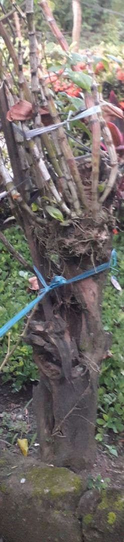 Driftwood Tuod, Furniture & Home Living, Gardening, Pots & Planters on ...