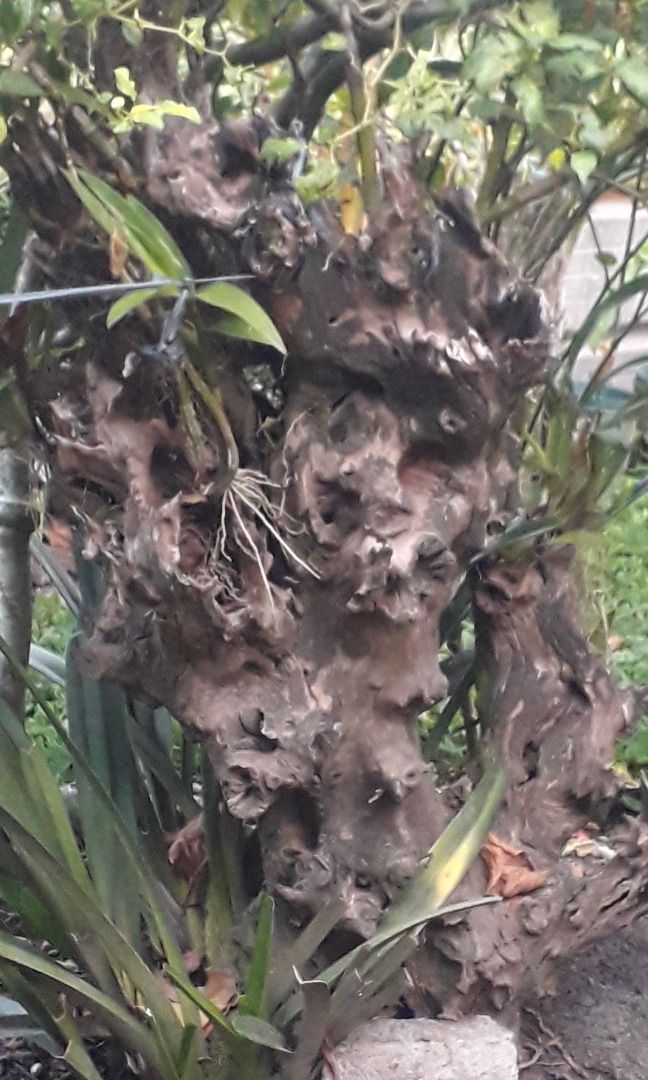 Driftwood Tuod, Furniture & Home Living, Gardening, Pots & Planters on ...