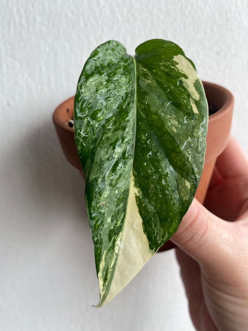 Epipremnum Pinnatum Albo Variegeta House Plant, Furniture & Home Living ...