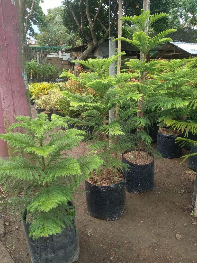 Fine tree., Furniture & Home Living, Gardening, Plants & Seeds on Carousell