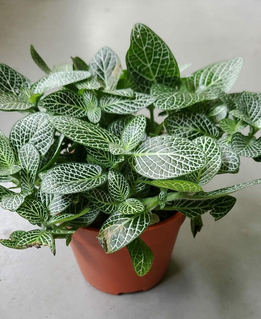 Fittonia Albivenis Nerve Plant Mosaic Plant Silver Threads Variegated ...