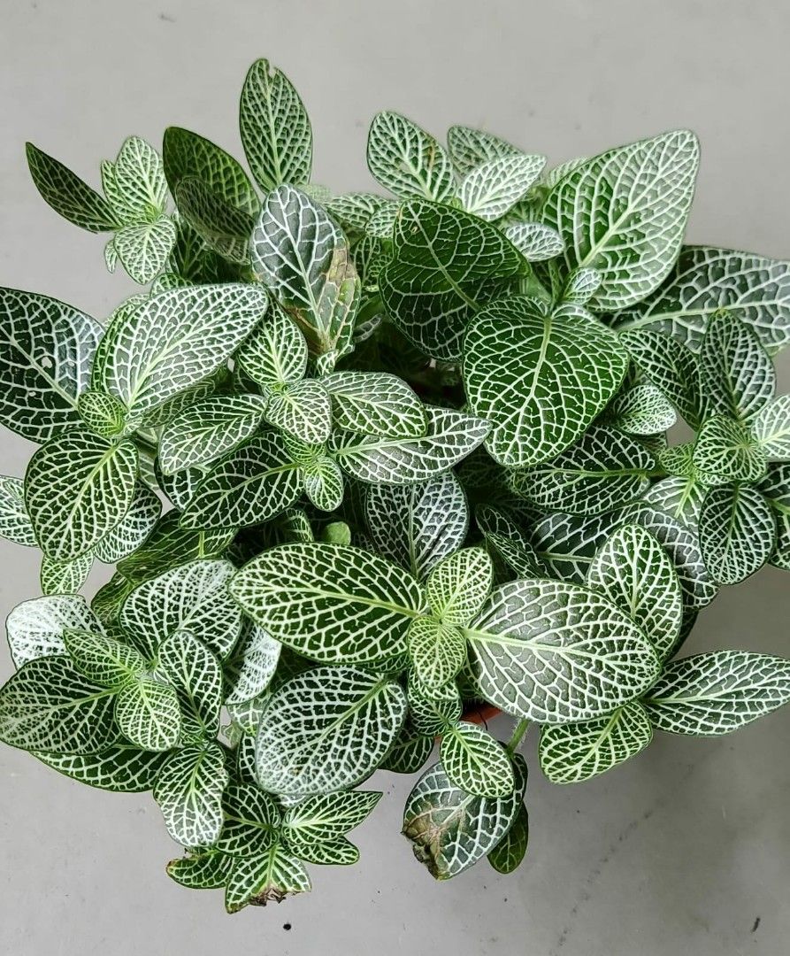 Fittonia Albivenis Nerve Plant Mosaic Plant Silver Threads Variegated ...